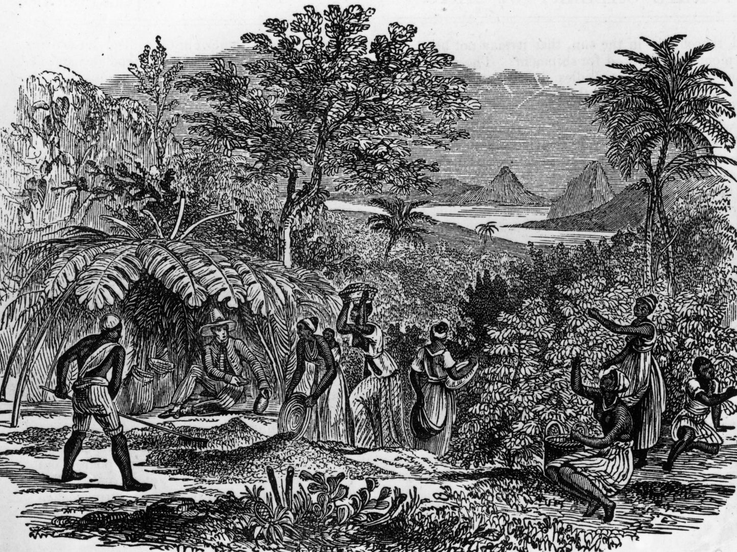 The 5 Best Fun Facts About Coffee History – Clive Coffee